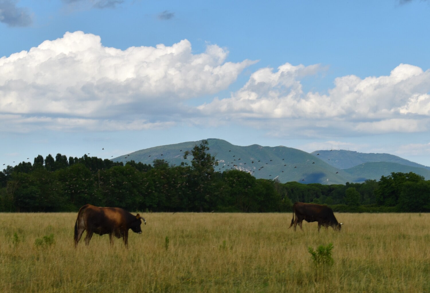 "Pisa is" natural park | Comune di Pisa - Turismo